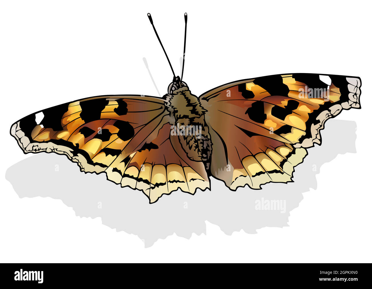 Compton Tortoiseshell Butterfly Stock Vector Image & Art - Alamy