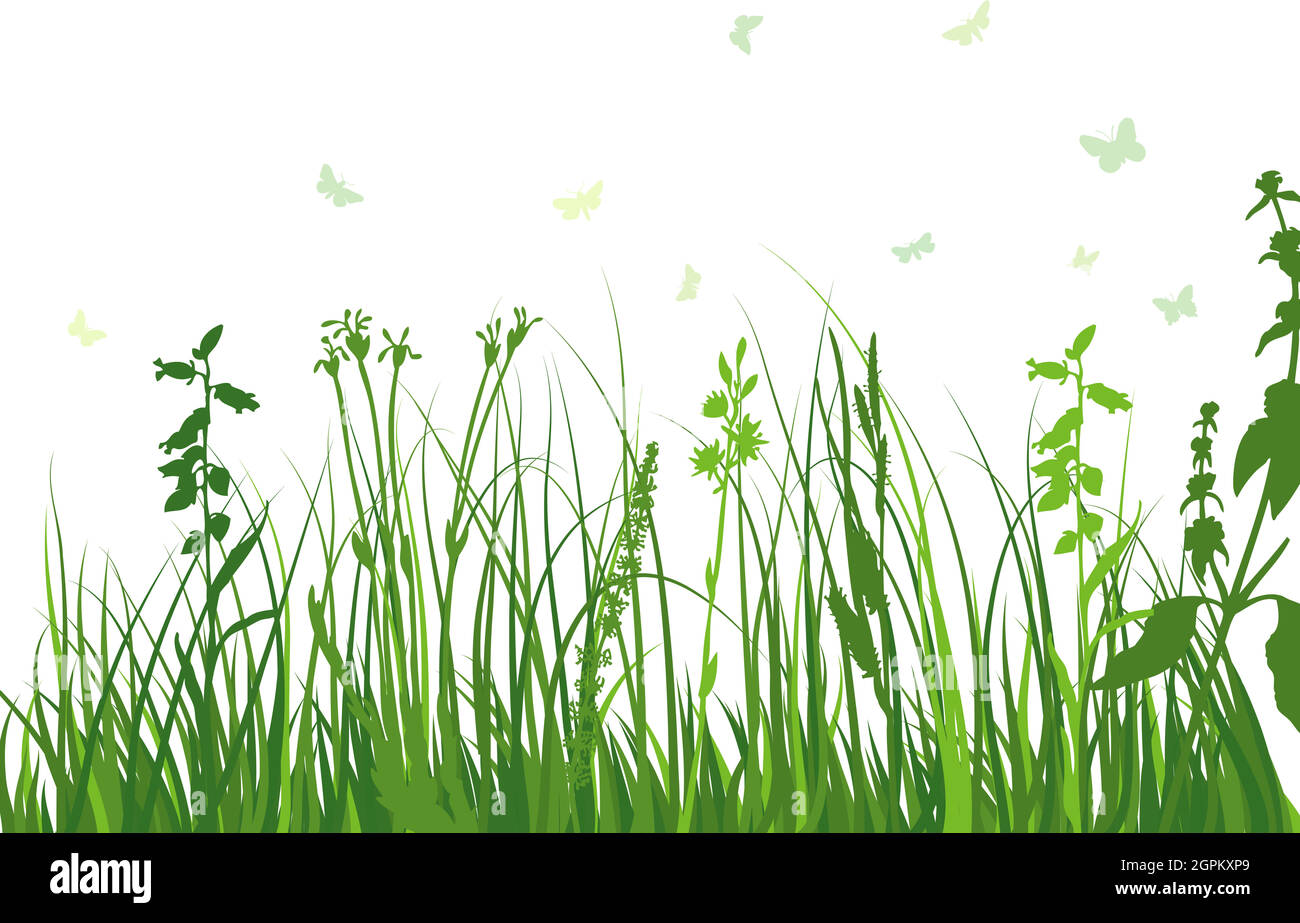 Green Grass Meadow Stock Vector Image & Art - Alamy