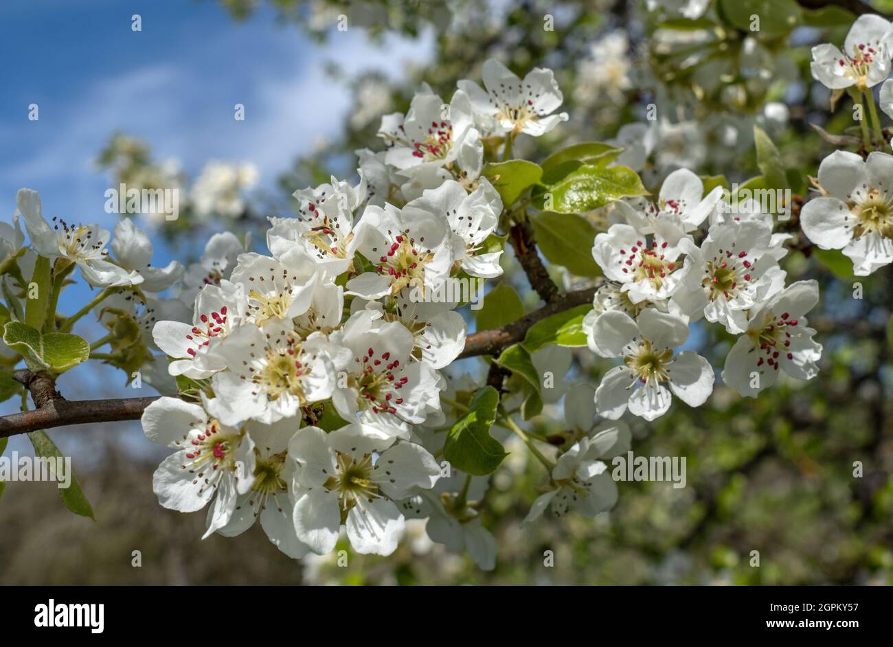 Large pear tree hi-res stock photography and images - Alamy