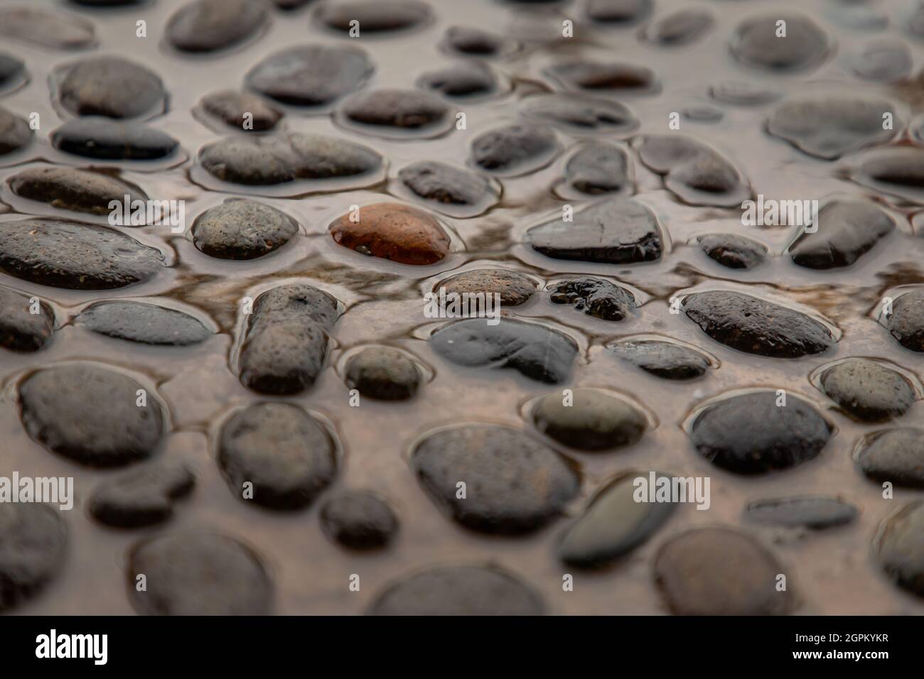 Close up of a stone cobblestone pavement wet after rain. Walkway made ...