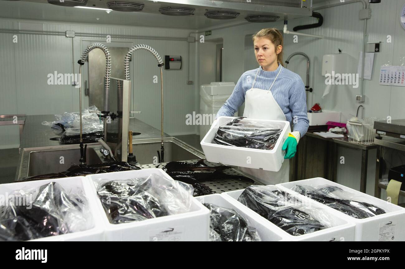 Fish sorting room hi-res stock photography and images - Alamy