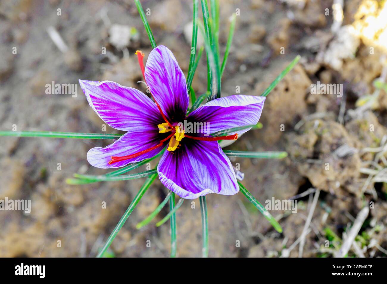 Top view of violet saffron flower growing in the ground. Agriculture ...