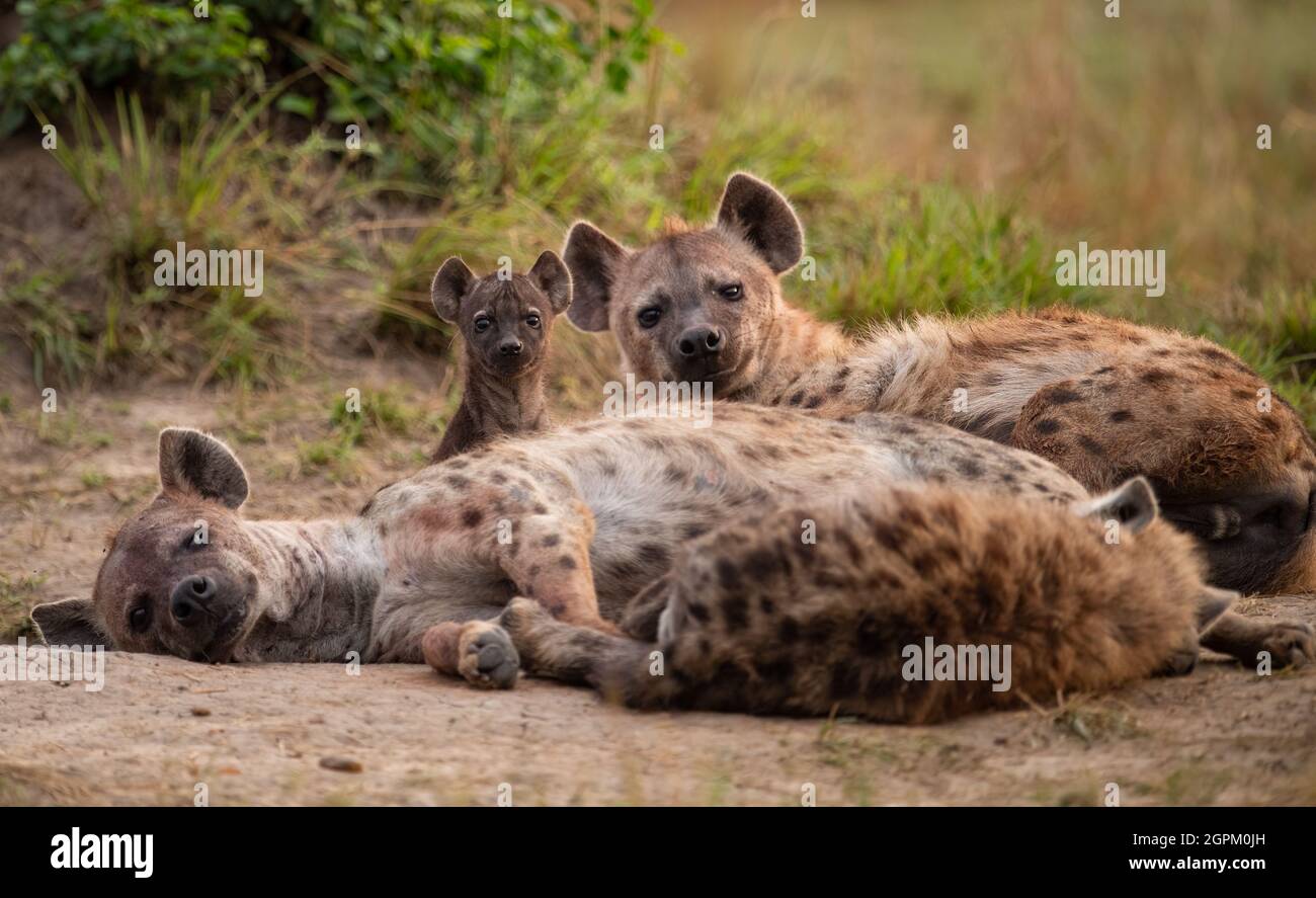 Hyena in Kenya, Africa Stock Photo - Alamy