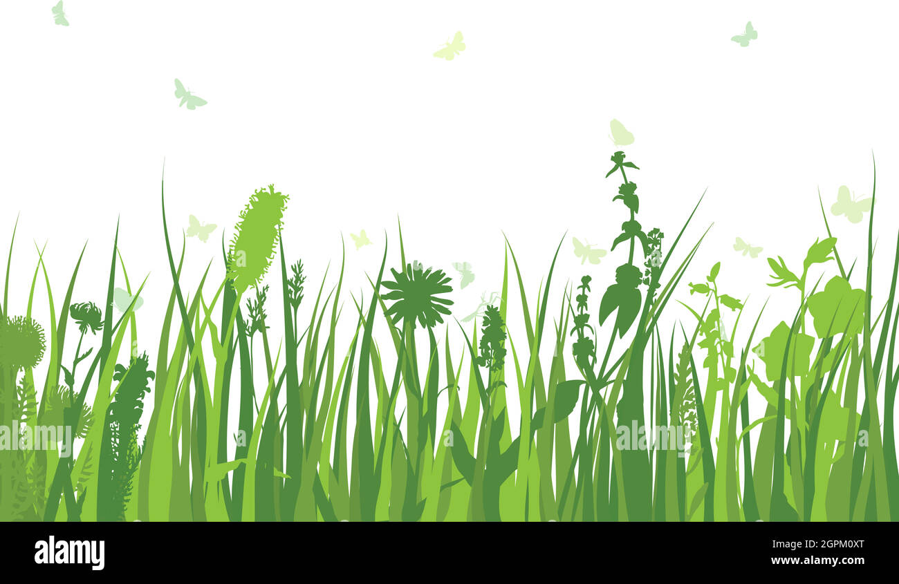 Green Grass Meadow Stock Vector Image & Art - Alamy