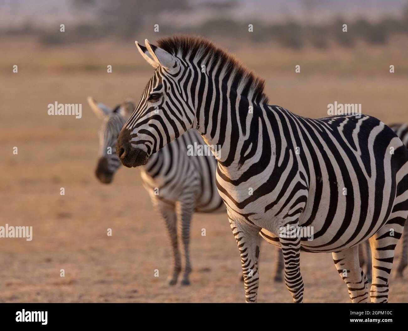 Zebra in Africa Stock Photo - Alamy