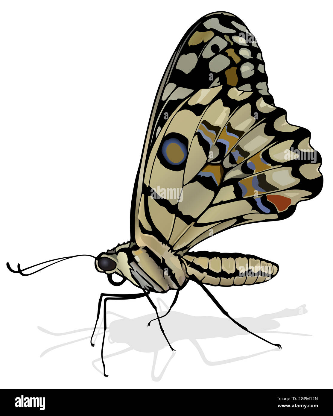 Chequered butterfly Stock Vector Images - Alamy