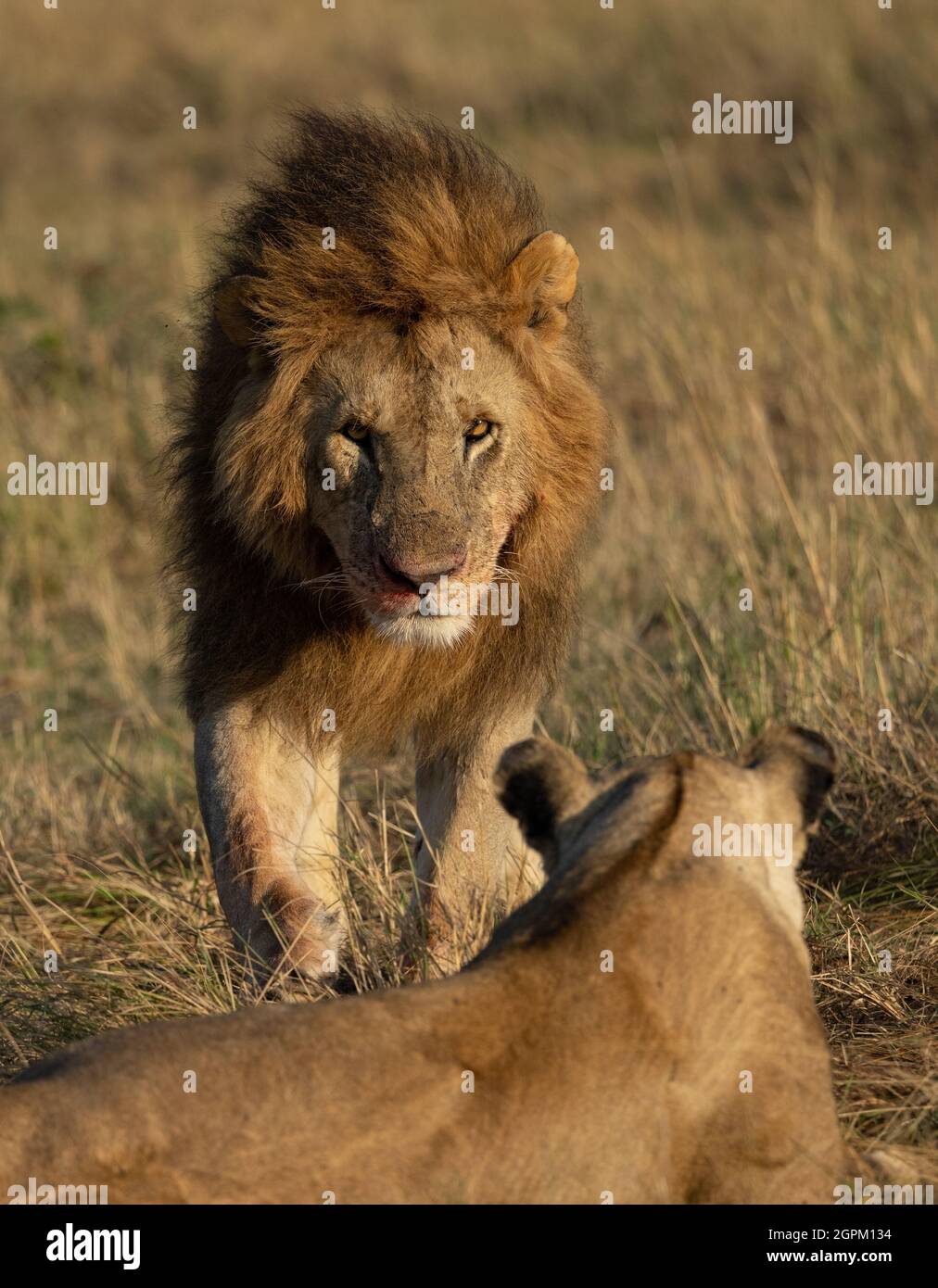 A Lion in the Maasai Mara Africa Stock Photo - Alamy