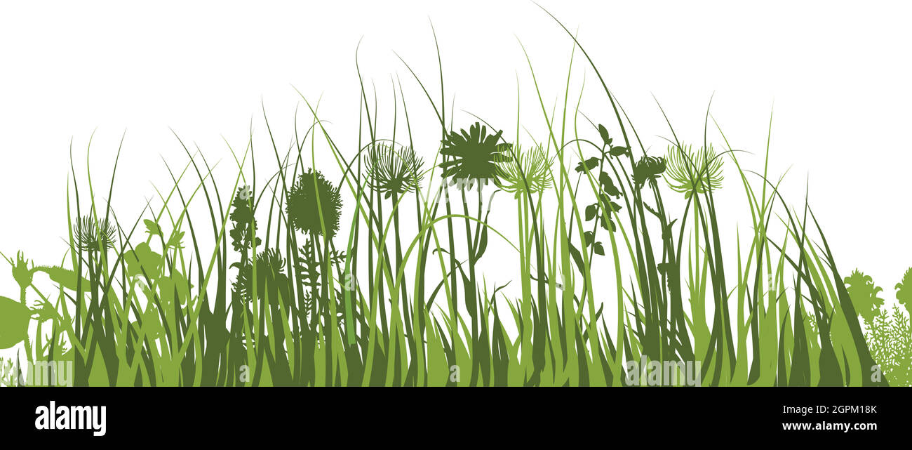 Green Grass Meadow Stock Vector Image & Art - Alamy