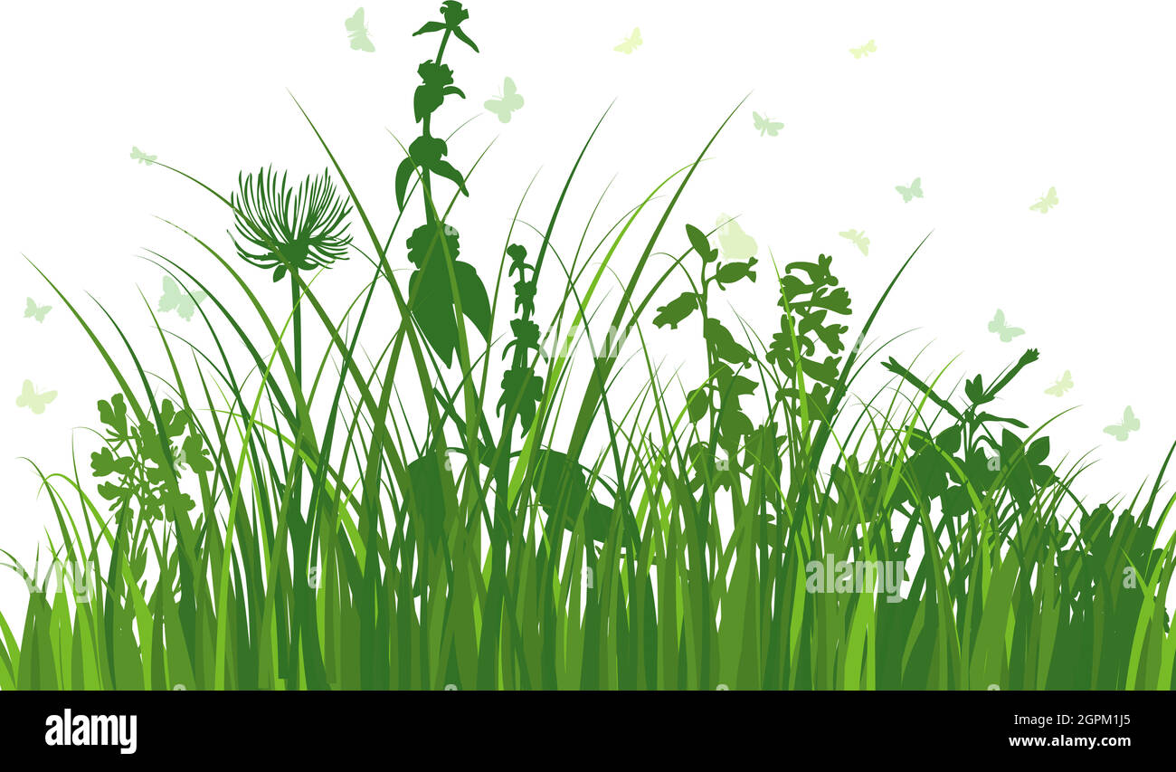 Green Grass Meadow Stock Vector Image & Art - Alamy