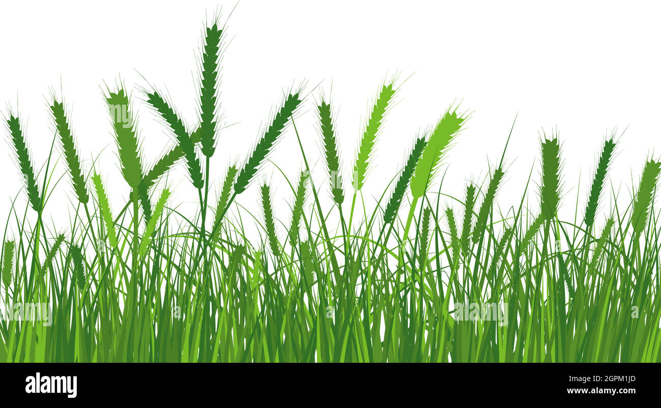 Barley green spring wheat Stock Vector Images - Alamy