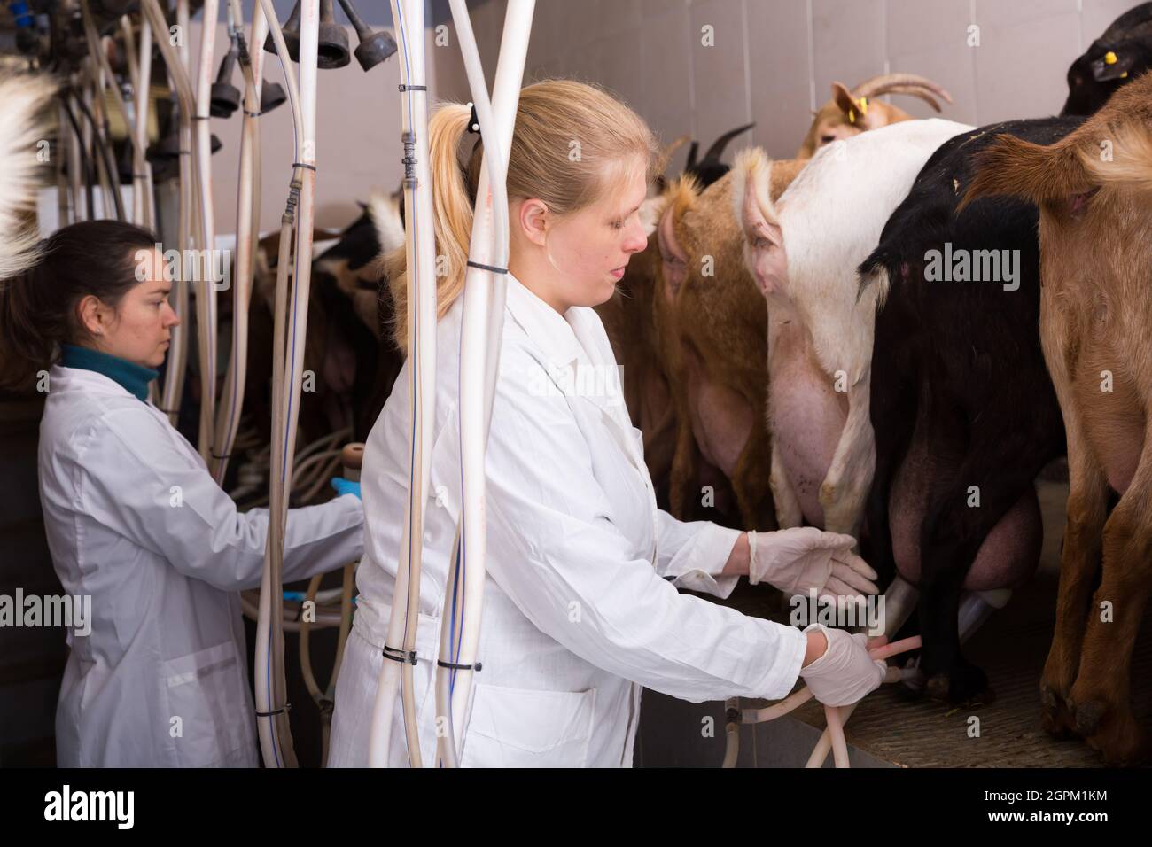 Two women milking goats Stock Photo - Alamy