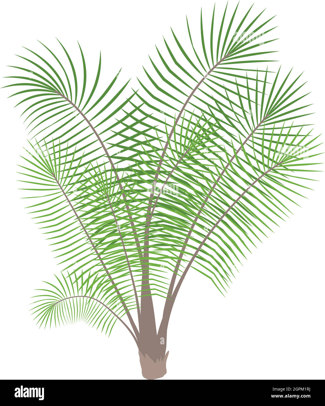 Bamboo palm icon, cartoon style Stock Vector Image & Art - Alamy