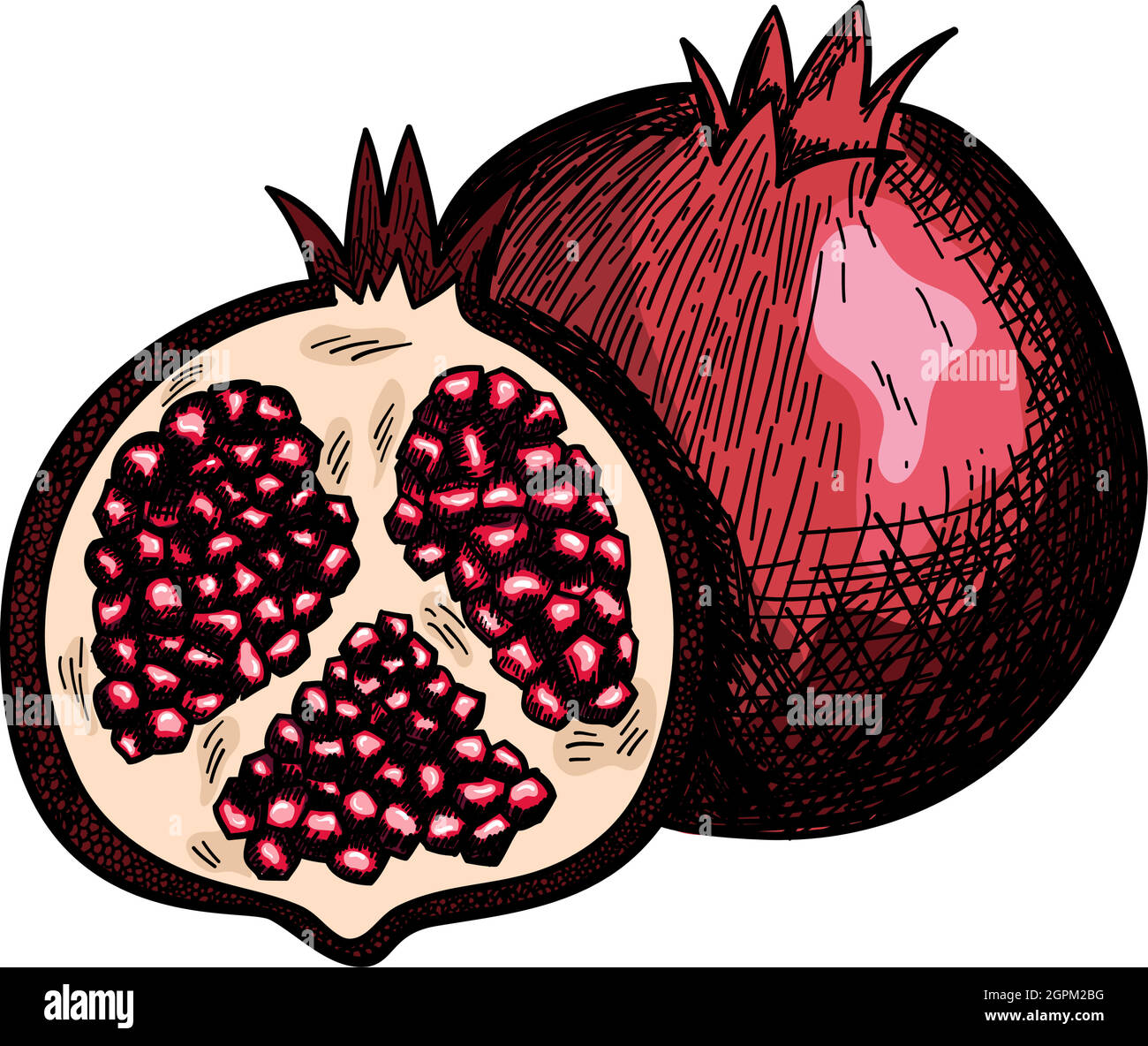 The pomegranate tree Stock Vector Images - Alamy