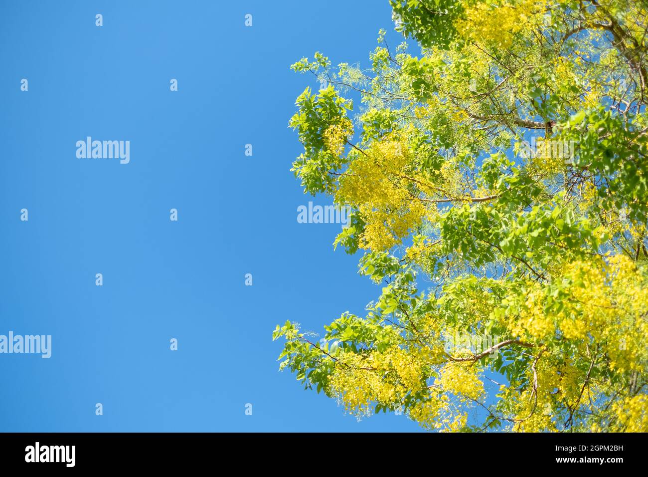 Golden Shower Tree , Cassia fistula National flower of Thailand with blue sky background Stock ...
