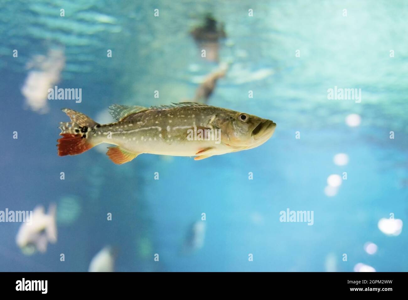 Live sea bass swims in the blue water Stock Photo - Alamy