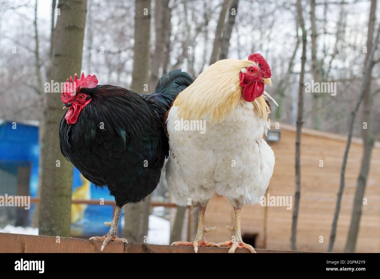 Two roosters, white and black, look in different directions Stock Photo ...