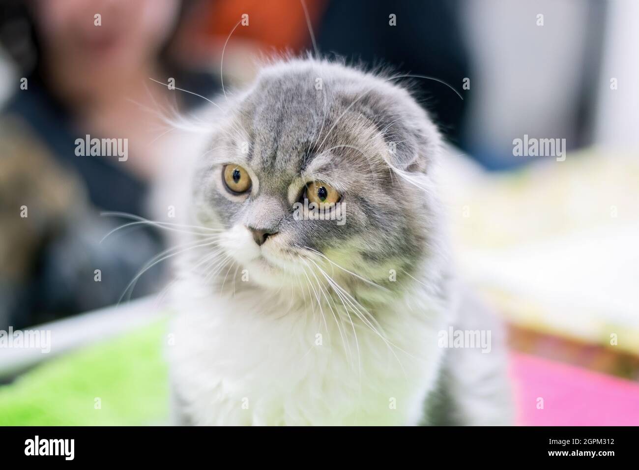 Fluffy cat with short ears, Scottish fold breed Stock Photo - Alamy