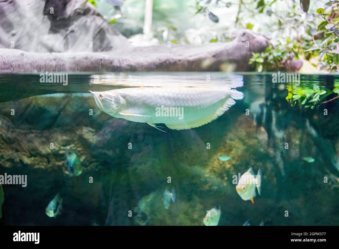 Arowana long fin hi-res stock photography and images - Alamy