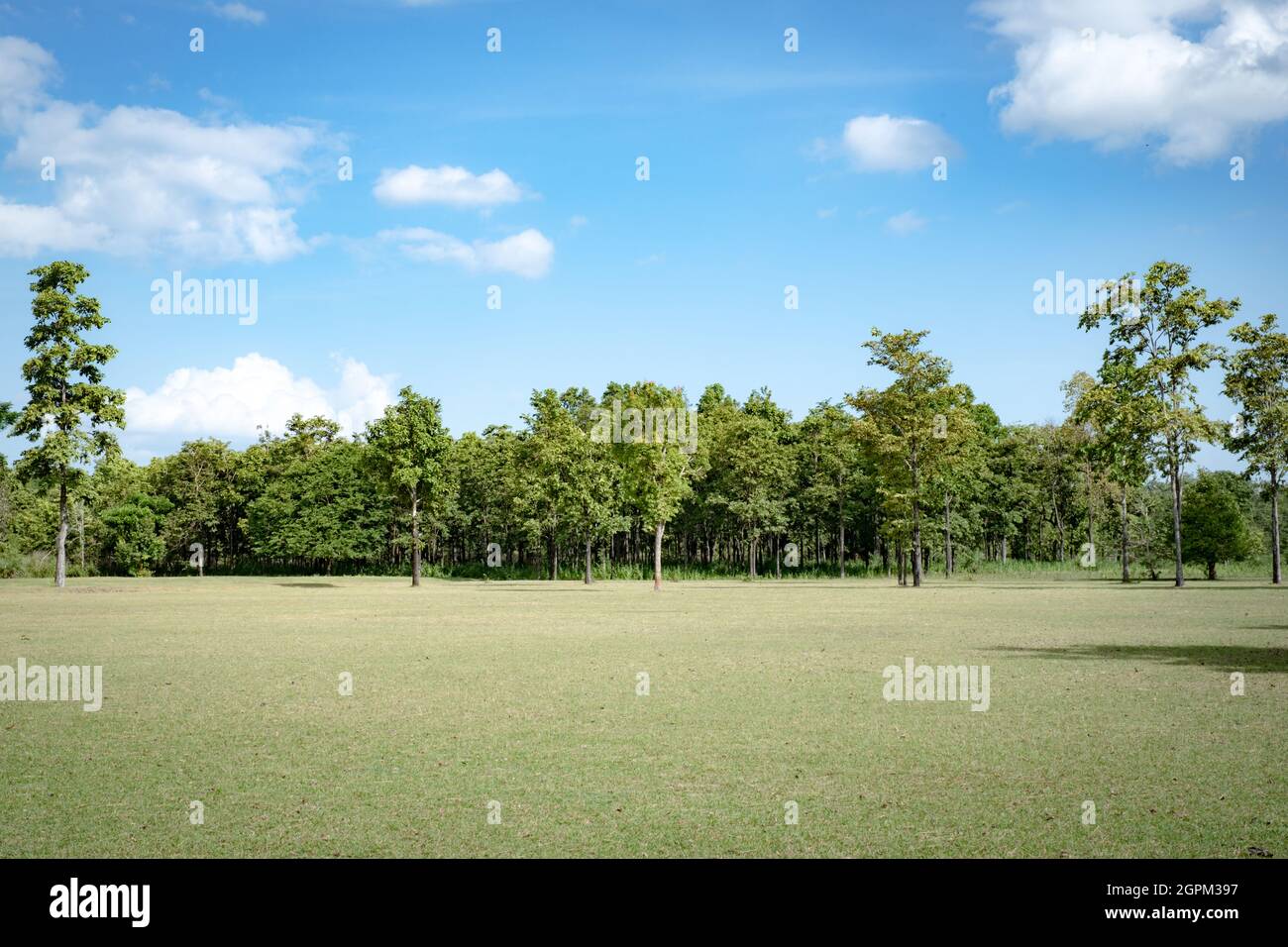 Park with green grass field , Beautiful park scene background Stock ...