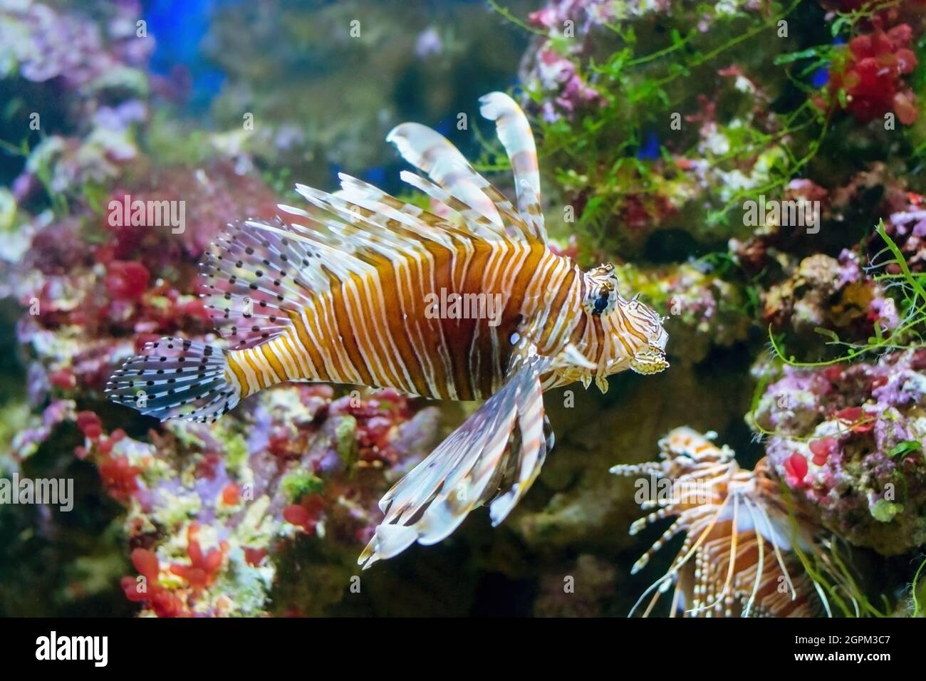 Beautiful Ocean Fish Lovely Anthias Fish