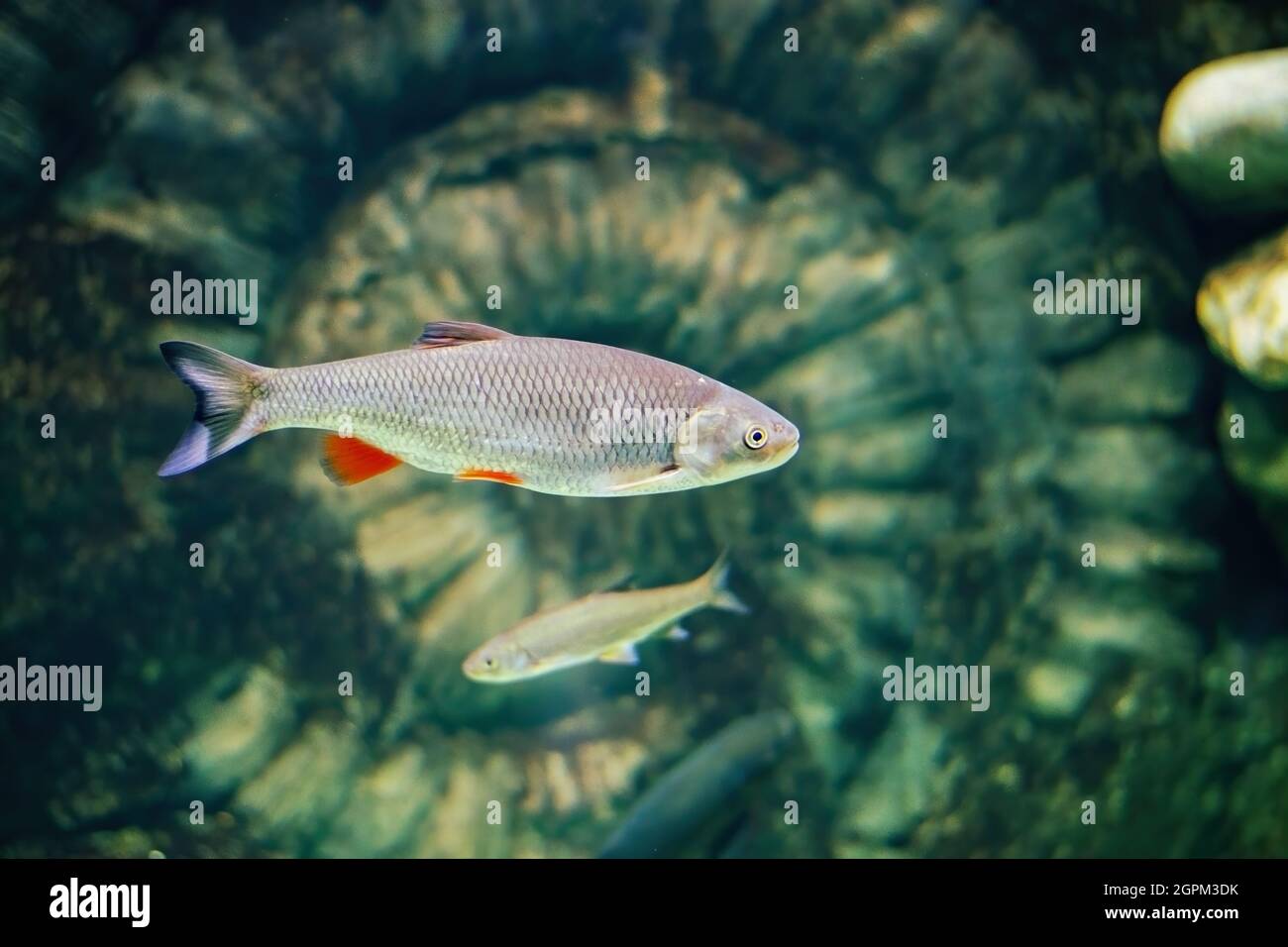 Scale a fish hi-res stock photography and images - Alamy
