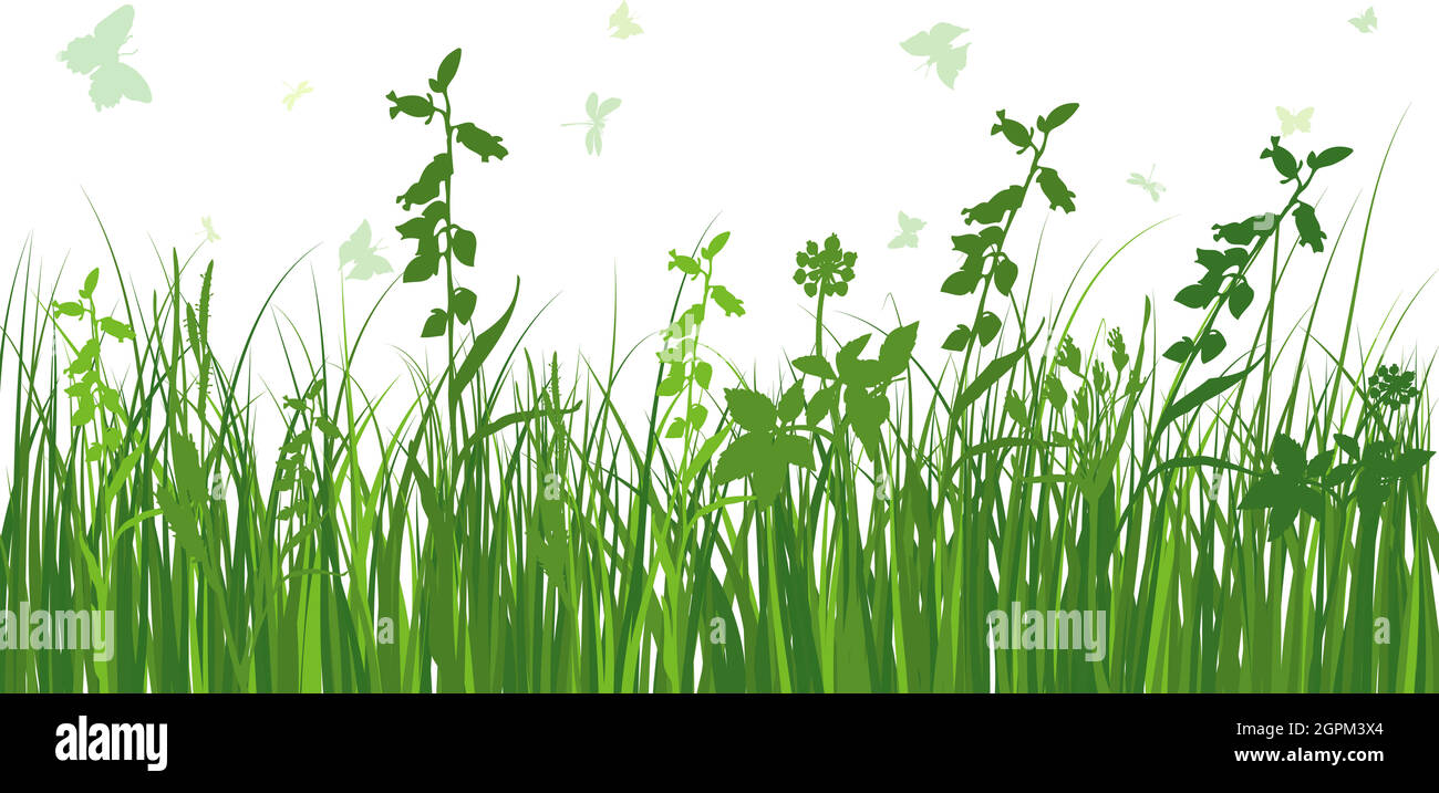 Green Grass Meadow Stock Vector Image & Art - Alamy