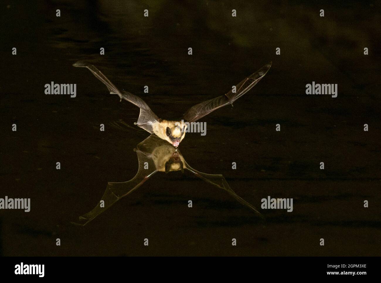 Bat in flight, Marana, near Tucson, Arizona Stock Photo - Alamy