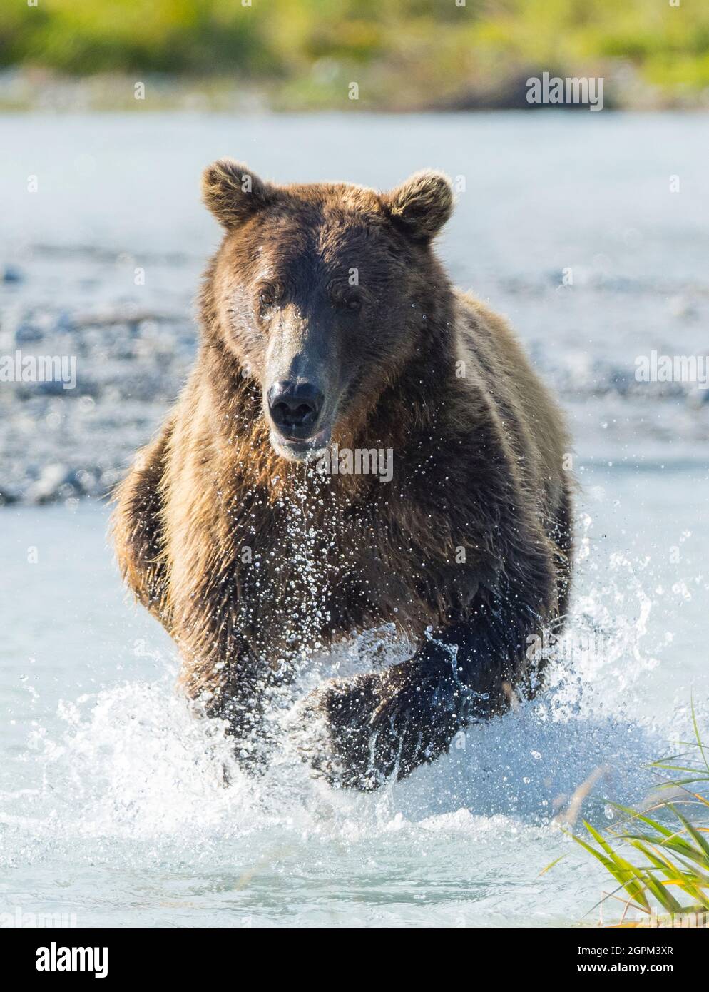 A Brown or Grizzly Bear, Kukak Bay, Katmai National Park, Alaska Stock ...