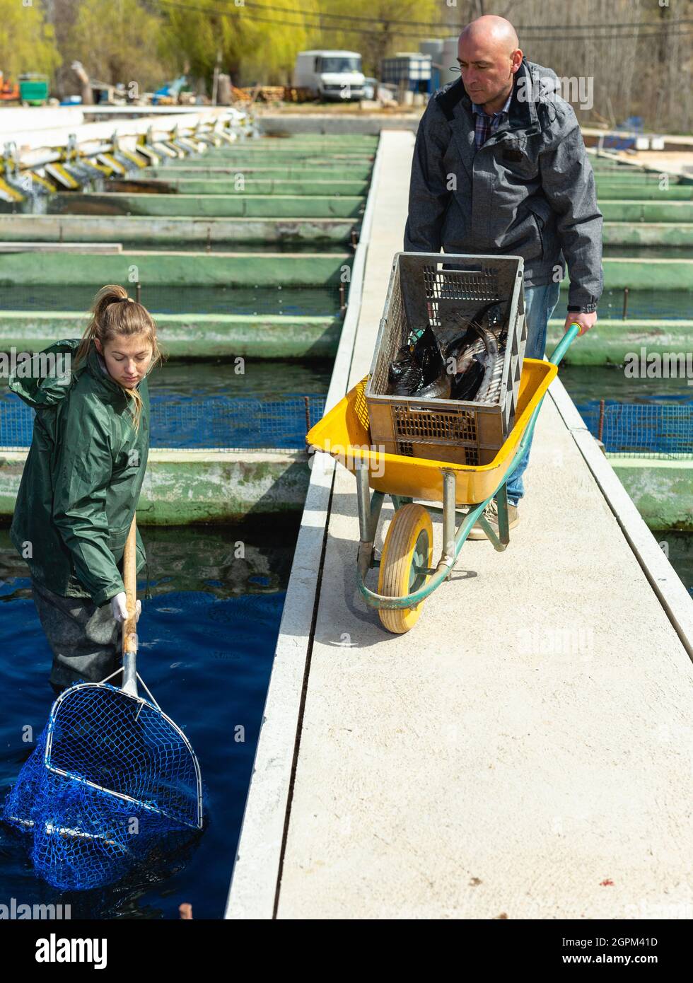 Male and female workers catching sturgeon on farm Stock Photo - Alamy