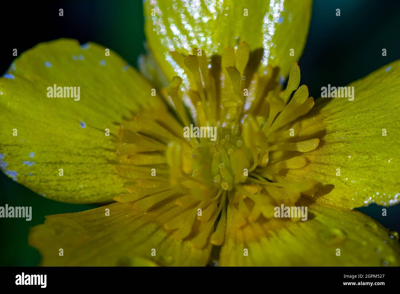 Is a flowering plant in the buttercup family ranunculaceae hi-res stock ...