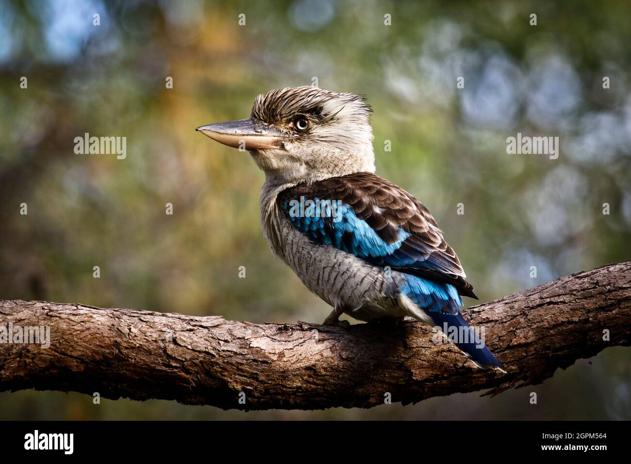 Blue-Winged Kookaburras (Dacelo leachii) are a large species of ...