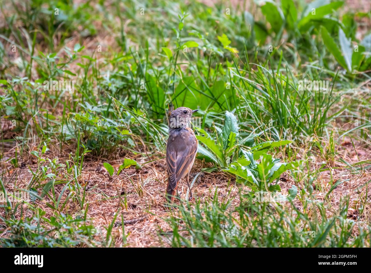 The common redstart, Phoenicurus phoenicurus, young bird, is ...