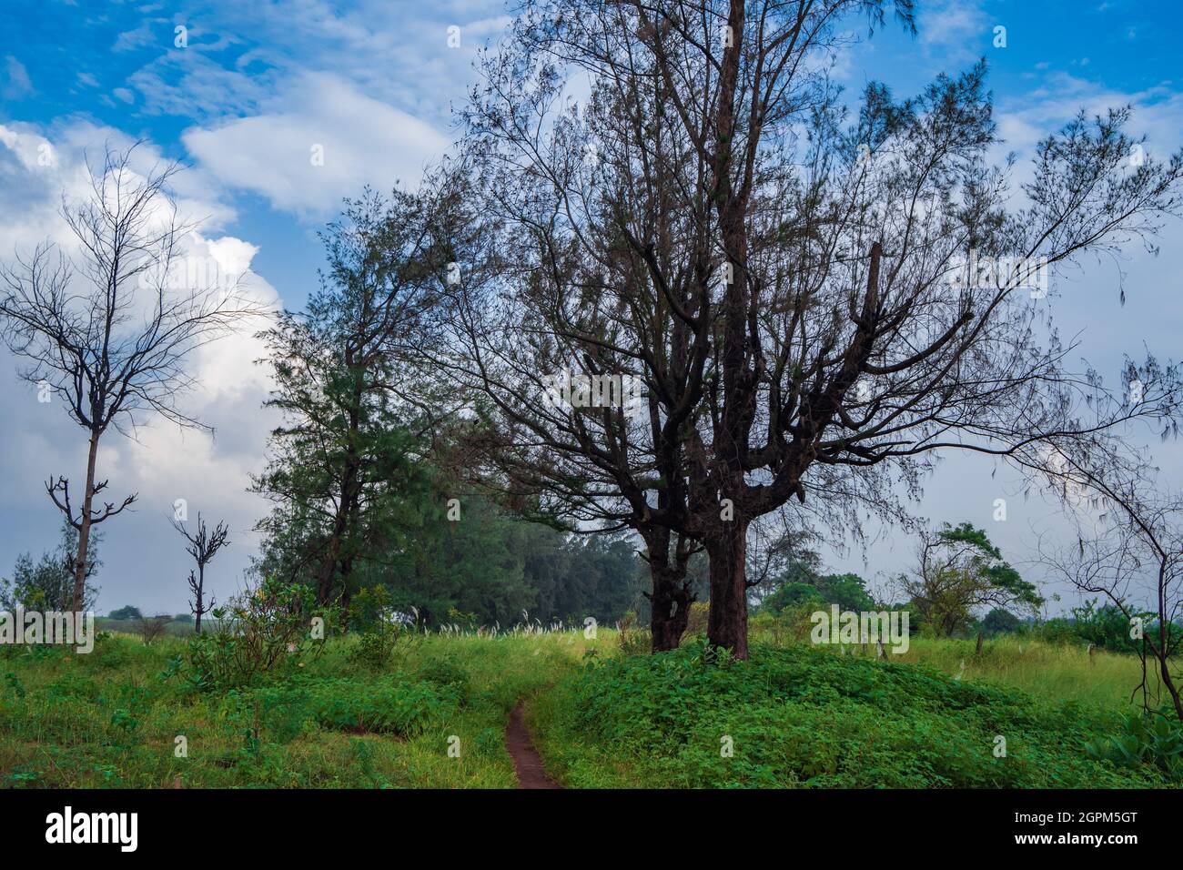 Suruchi hi-res stock photography and images - Alamy