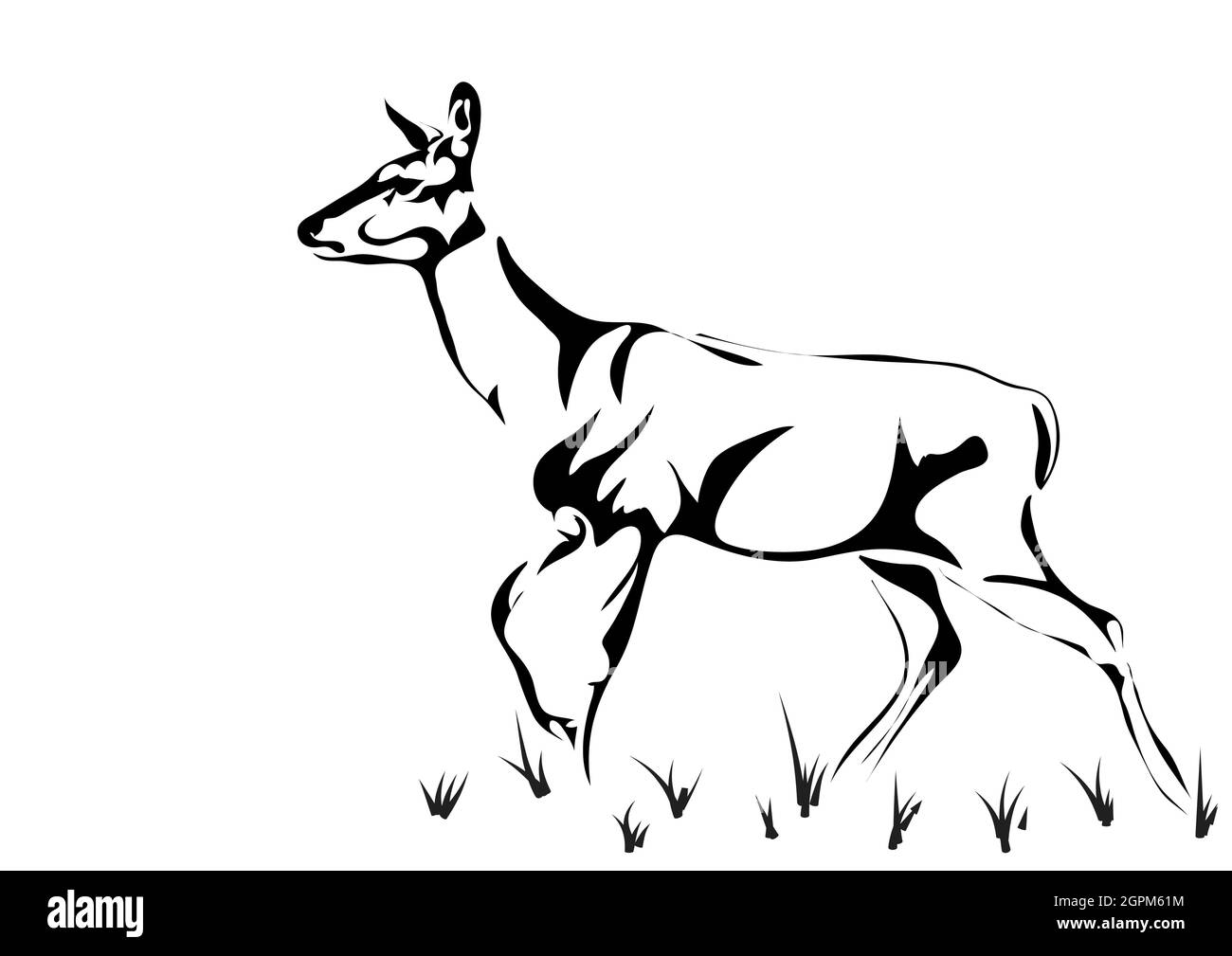 red deer female Stock Vector Image & Art - Alamy