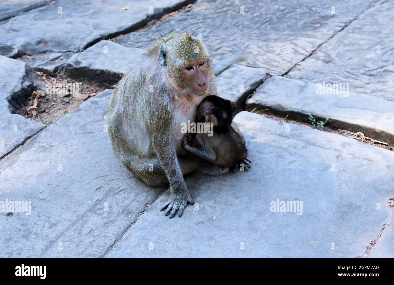 Flock of monkeys hi-res stock photography and images - Alamy