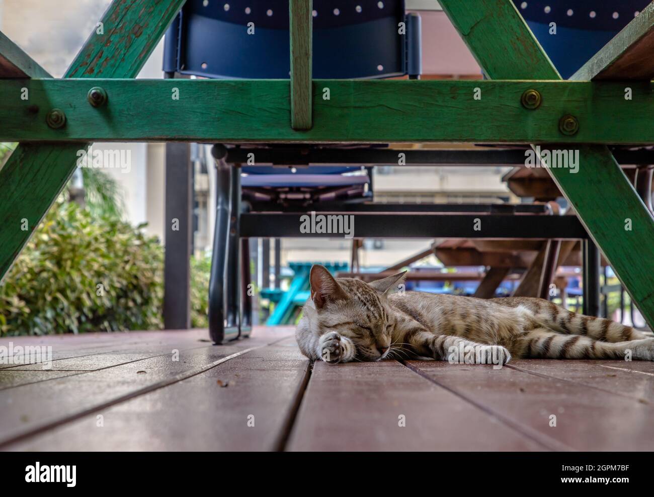 Small cat under table hi-res stock photography and images - Alamy
