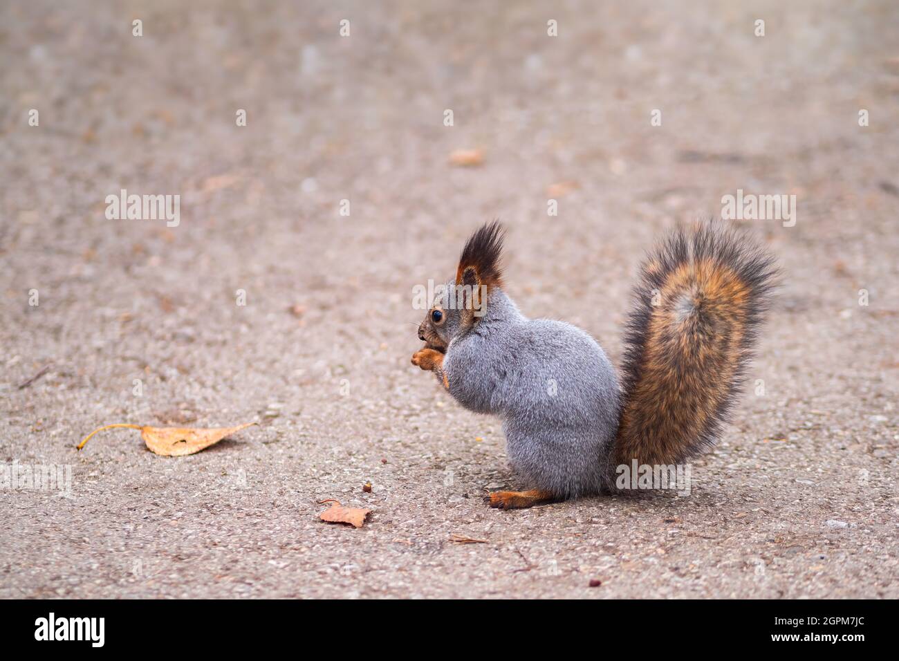 The squirrel stands on its hind legs on the footpath in the park ...
