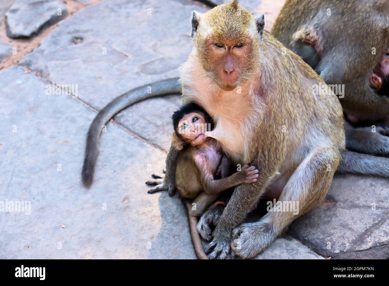 A flock of monkeys on the stone floor in Angkor temple with cubs Stock ...