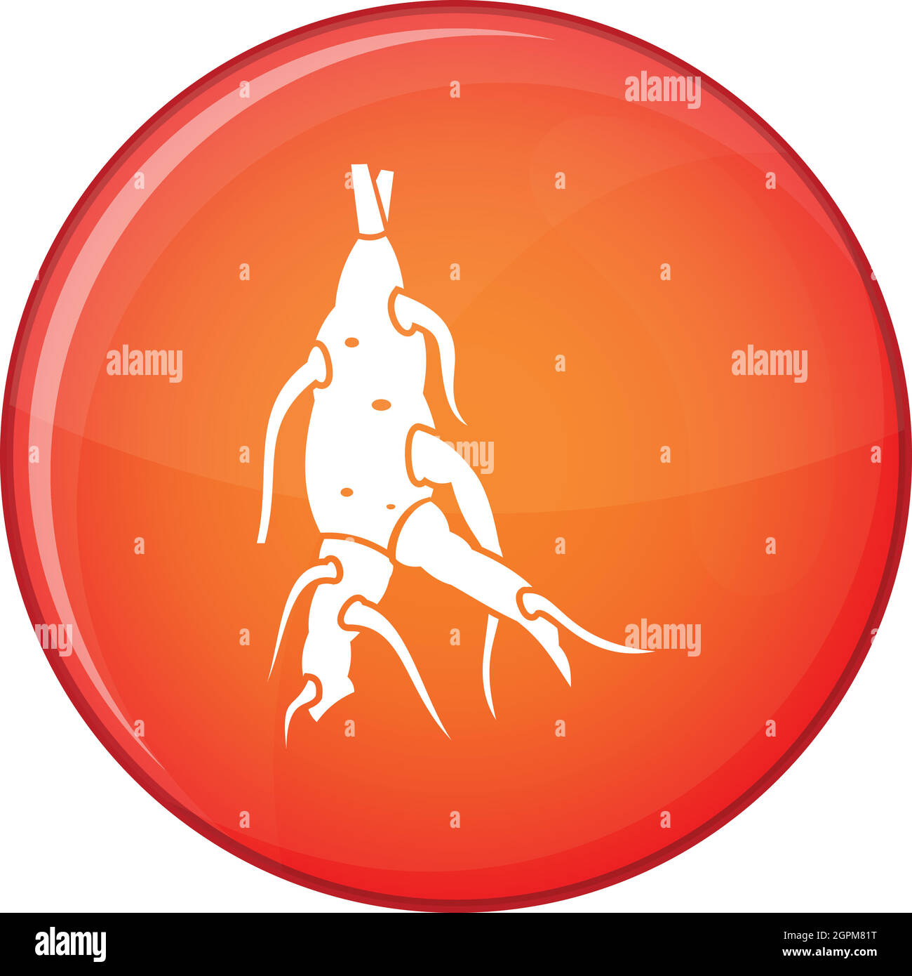 White ginseng Stock Vector Images - Alamy