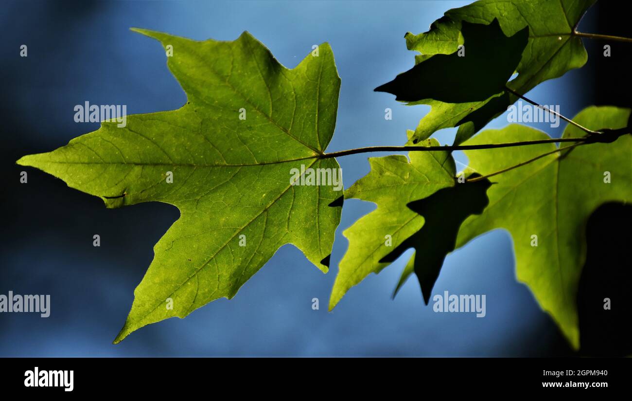 Beautiful green maple tree leaves before they turn to their Autumn ...