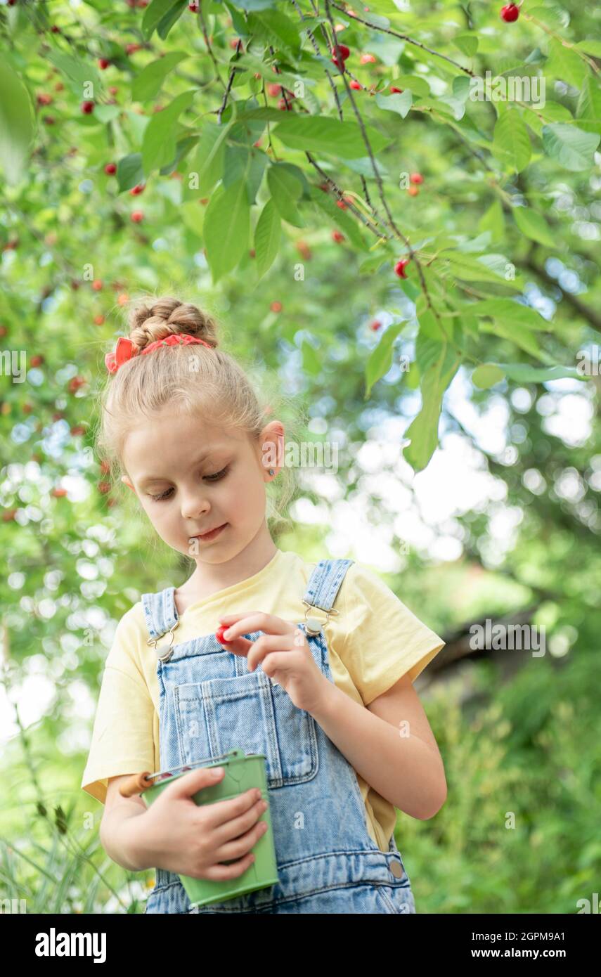 Cute little girl picks a cherry from a tree in cherry garden Stock ...