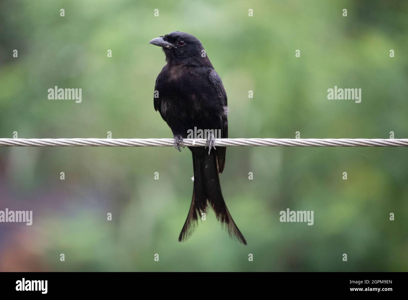 Drongo bird indian hi-res stock photography and images - Alamy