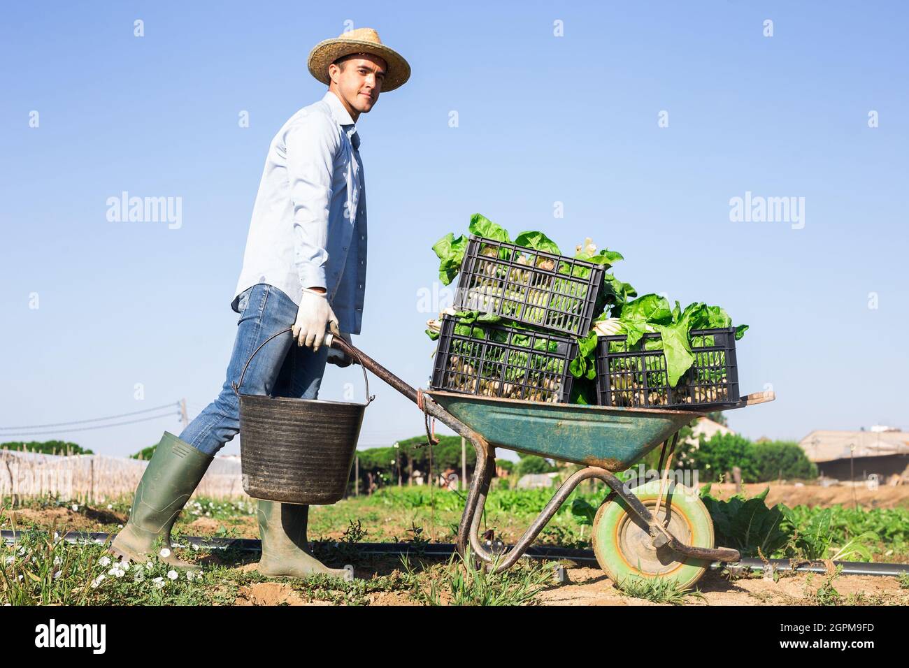 Amateur grower carrying wheelbarrow with gathered green chard Stock ...