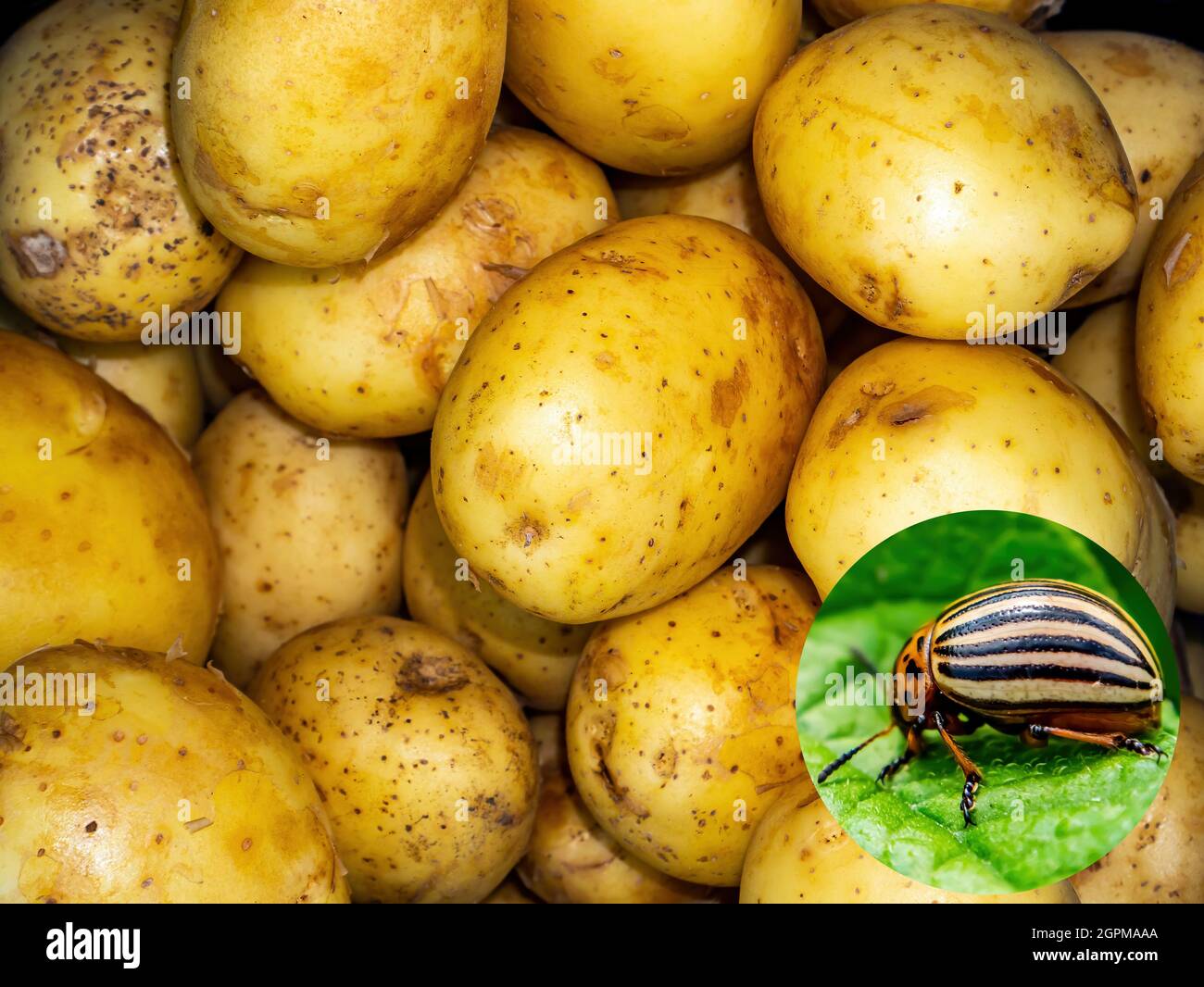 Insect pest leptinotarsa decemlineata on a potato crop. Colorado ...