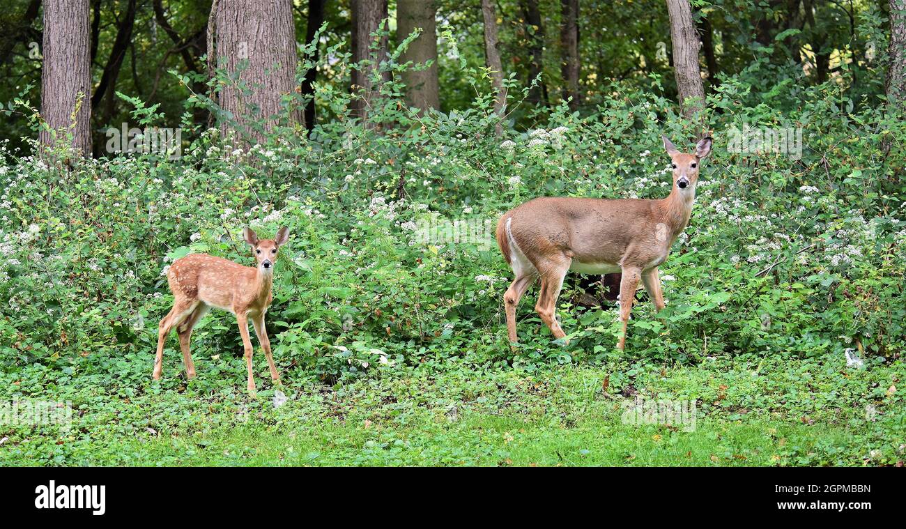 Fawn doe whitetail hi-res stock photography and images - Alamy
