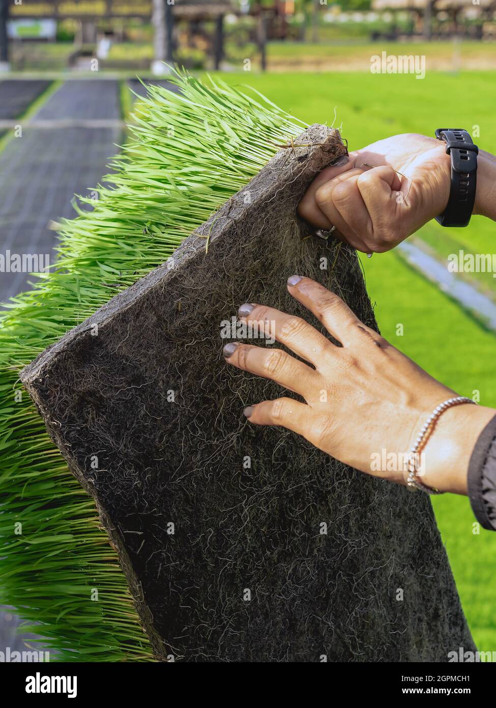 Hands of female farmer holding young rice sprout ready to grow in rice ...