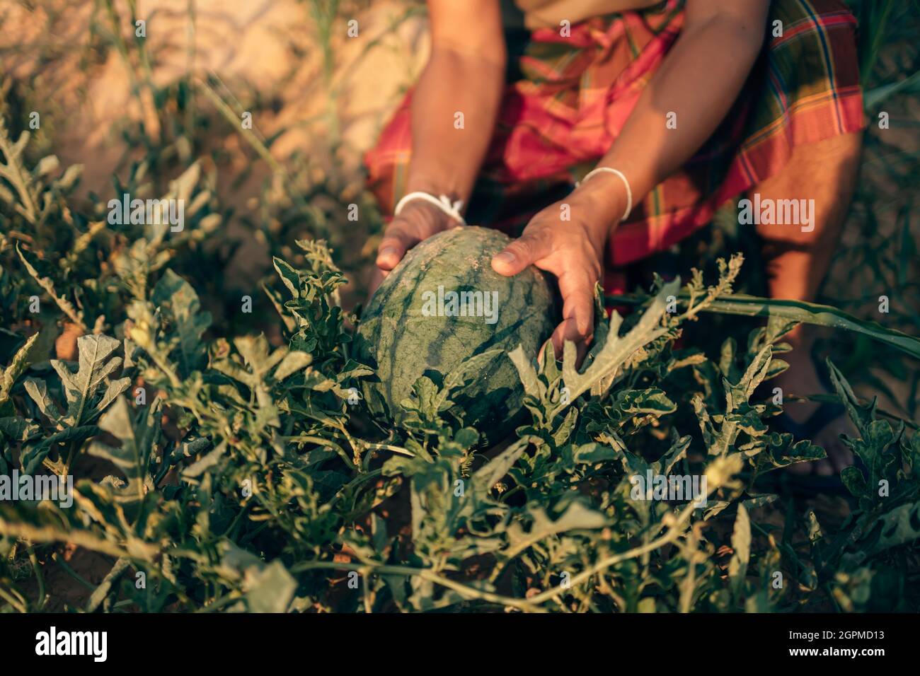 A farmer throws up a grown watermelon in farm field. Harvesting ...
