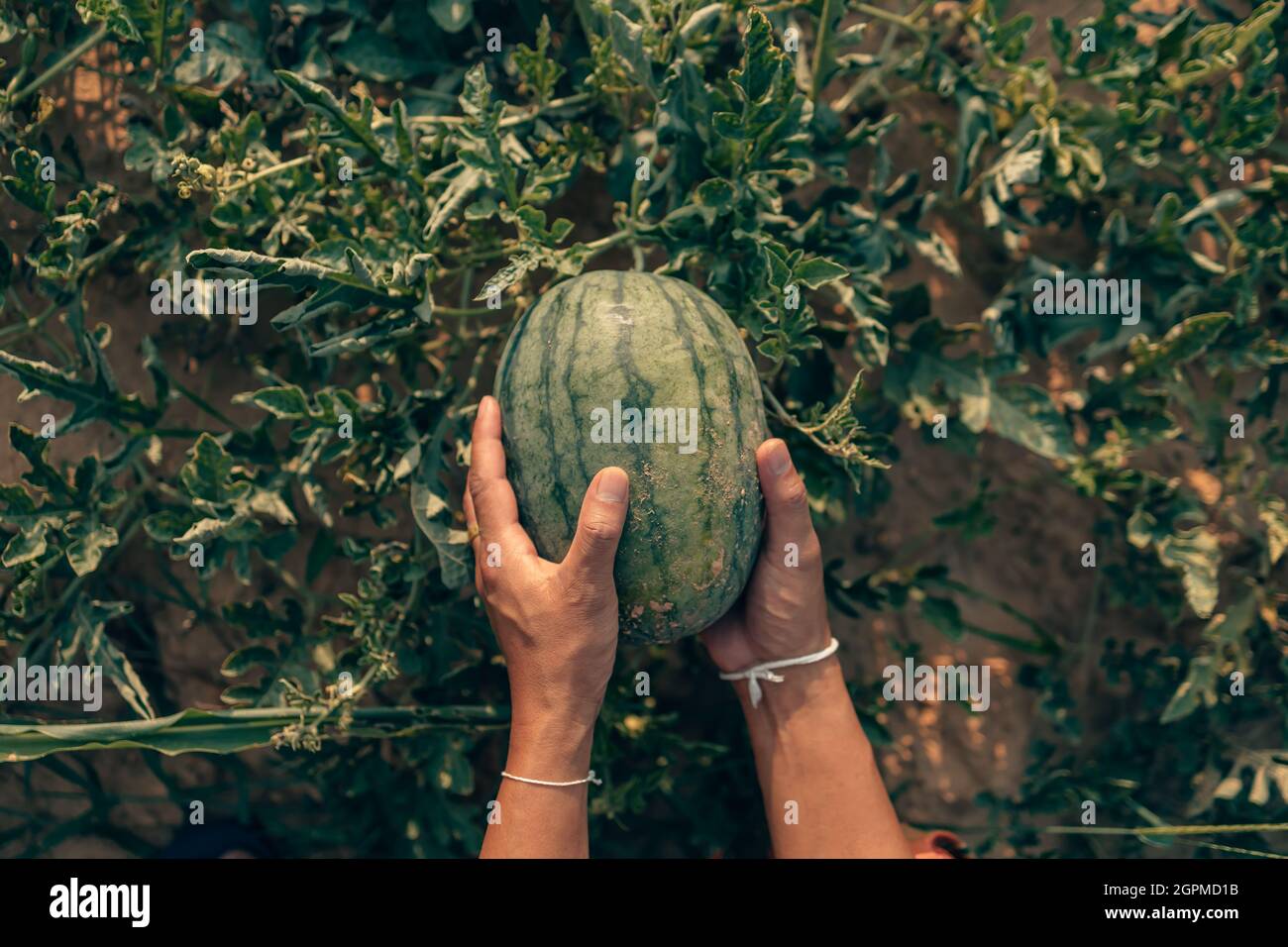 A farmer throws up a grown watermelon in farm field. Harvesting ...
