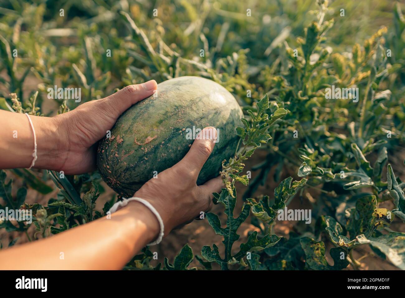 A farmer throws up a grown watermelon in farm field. Harvesting ...