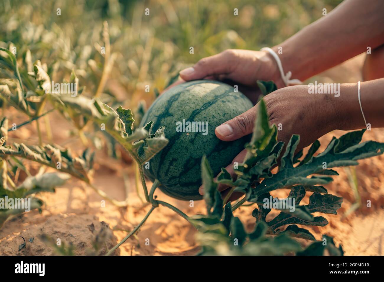 A farmer throws up a grown watermelon in farm field. Harvesting ...
